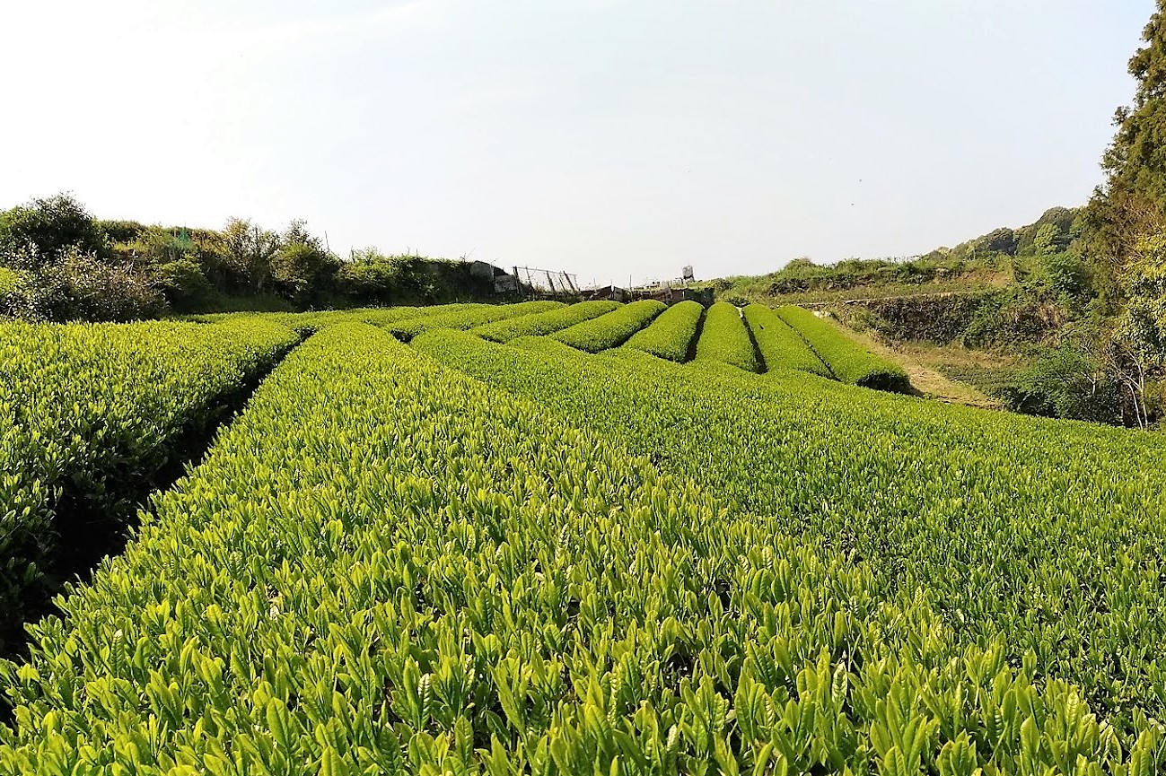 from Ureshino – Japonte